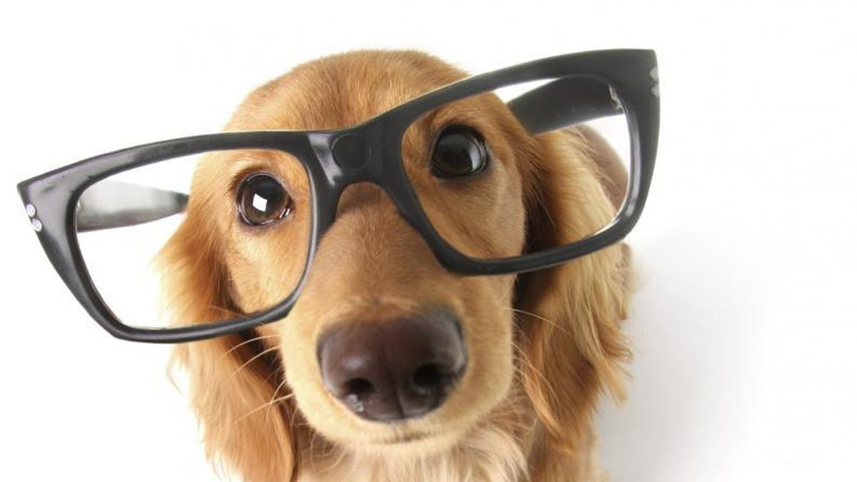 Conocé el ranking de las 79 razas de perros más y menos inteligentes