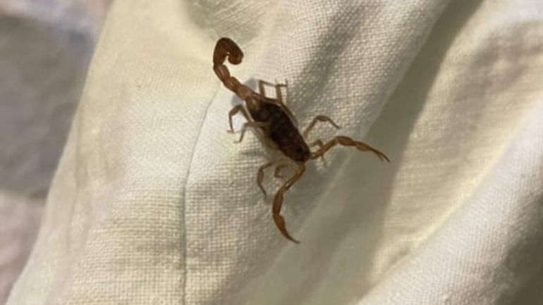 ¿Qué pasa si me pica un alacrán? Todos los pasos a seguir