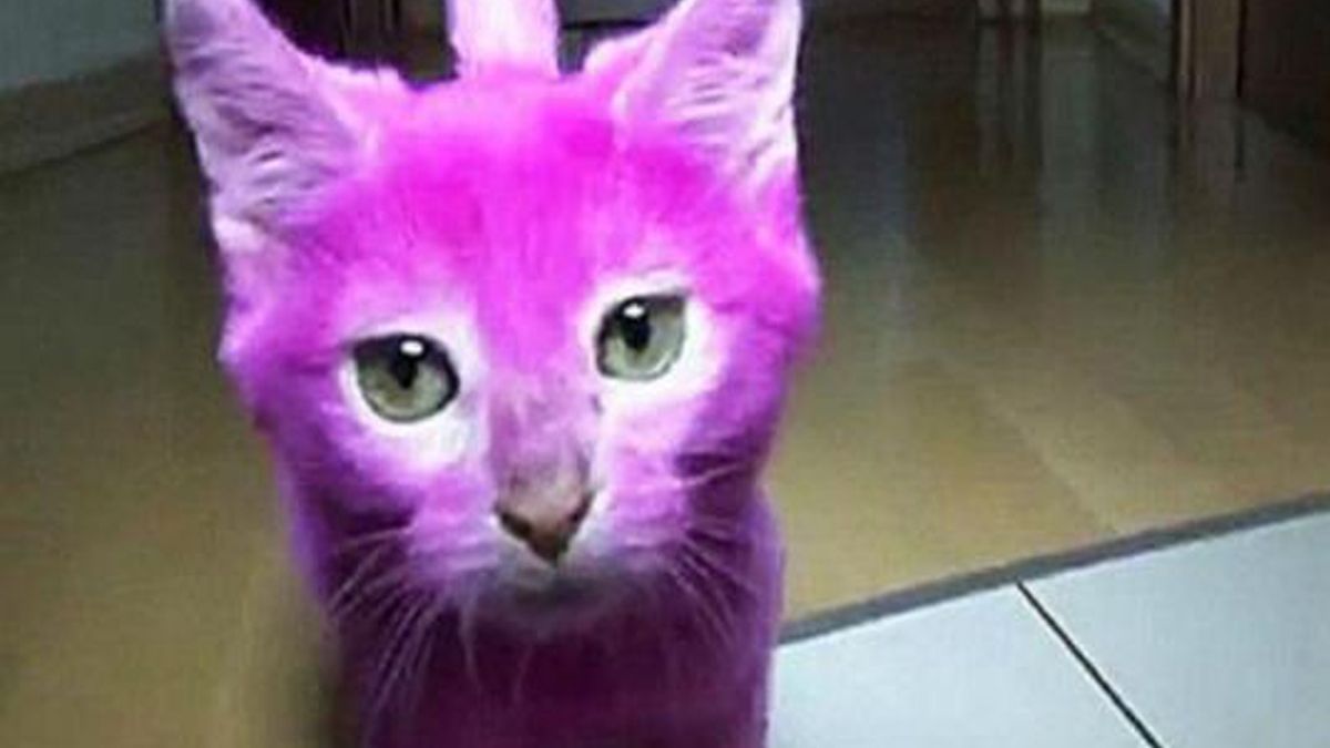Una artista rusa tiñó a su gato de rosa y causó polémica