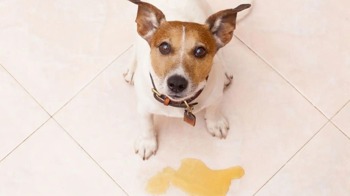 Trucos para evitar que tu mascota orine dentro de la casa