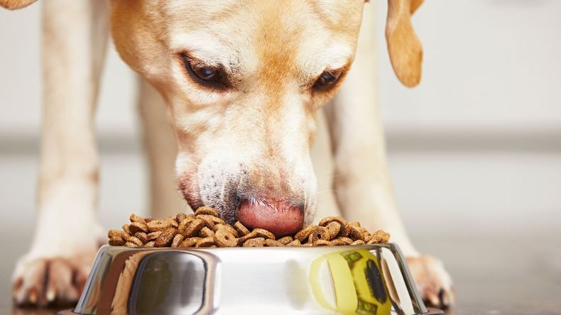 Cuántas veces al día debe comer un perro para estar saludable