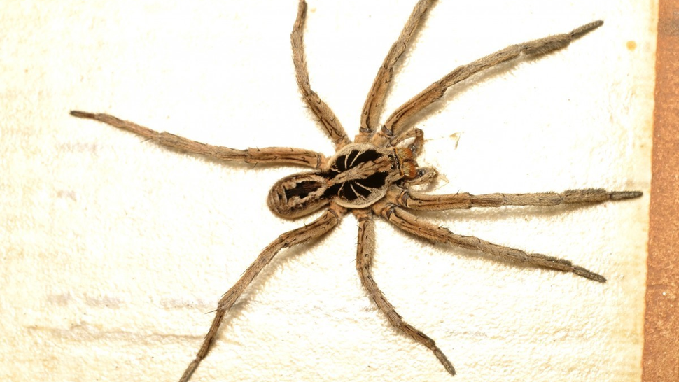 Alimañas e insectos: ¿Cuáles son las más frecuentes en invierno?