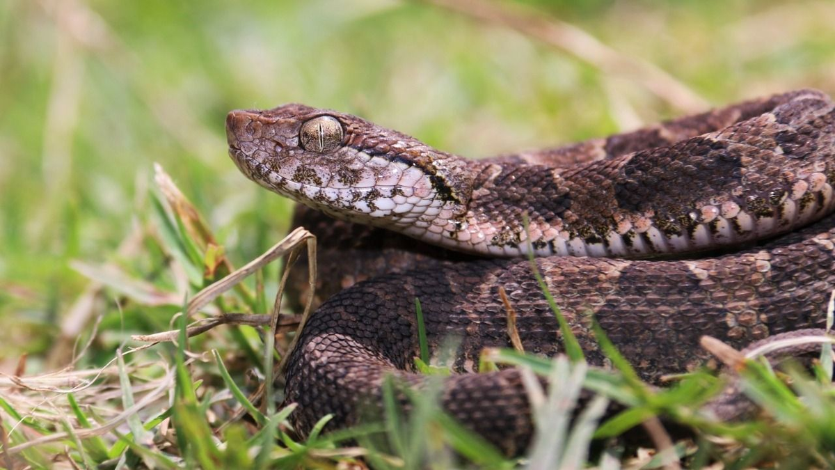 Parque Xibi Xibi: qué hacer si encuentro una víbora