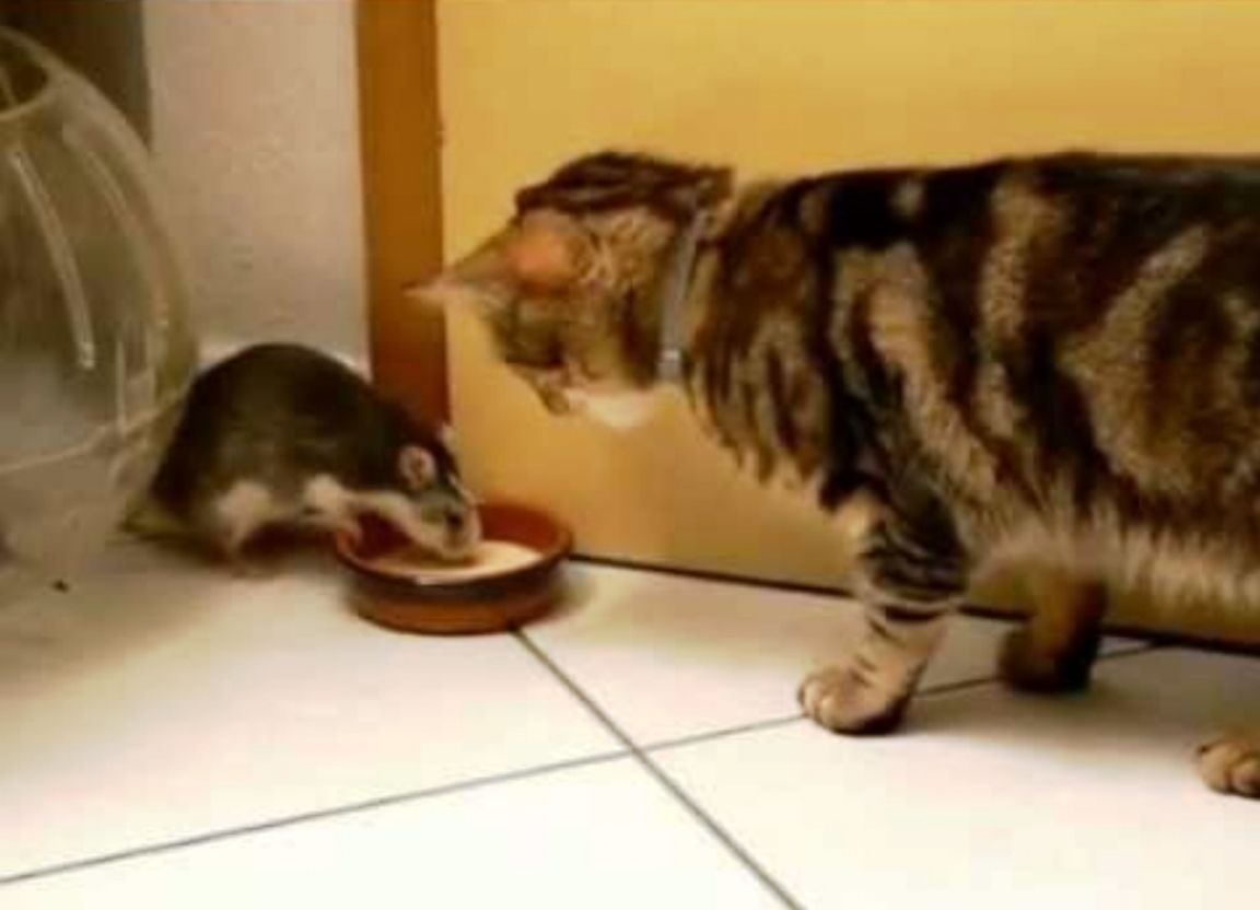 Como gato y ratón: Una increíble amistad en el reino animal
