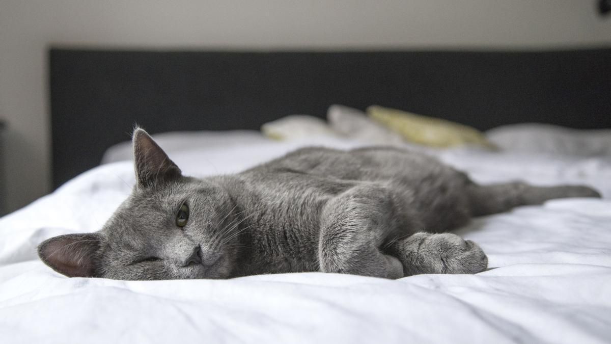 Alimañas: qué significa soñar con gatos