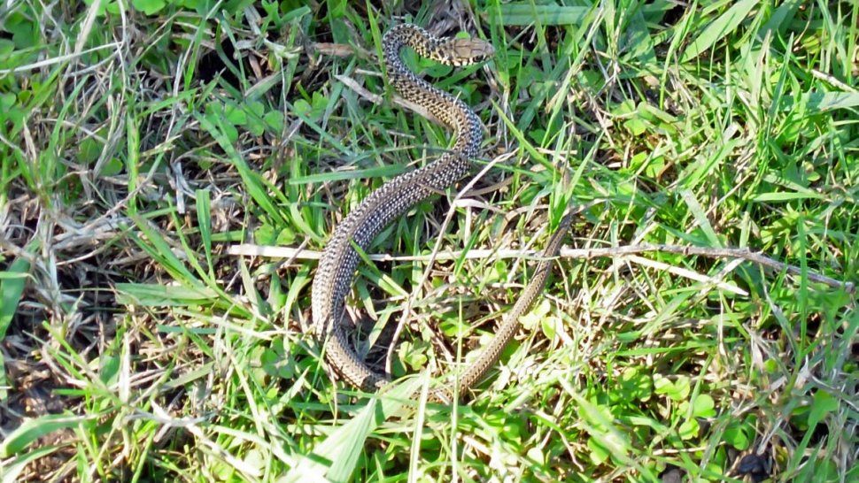 ¿Cómo identificar a una víbora venenosa de la que no lo es?