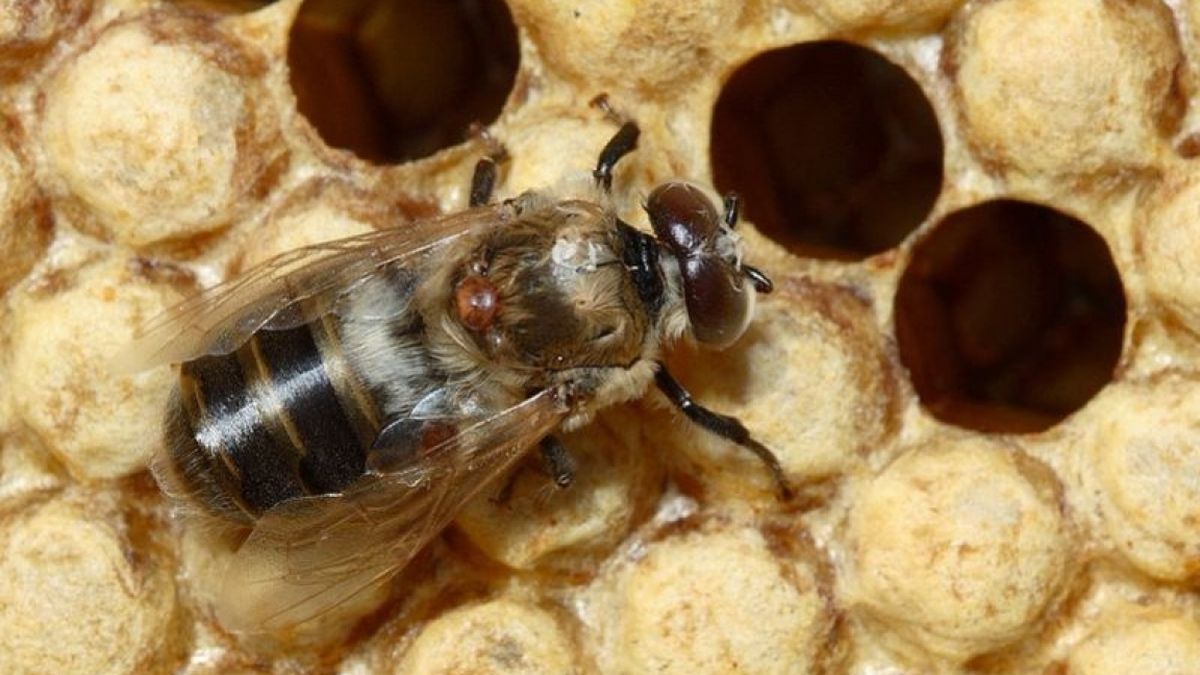 Asistirán a productores apícolas