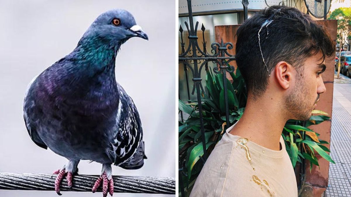 Palomas: qué significa si te hacen caca