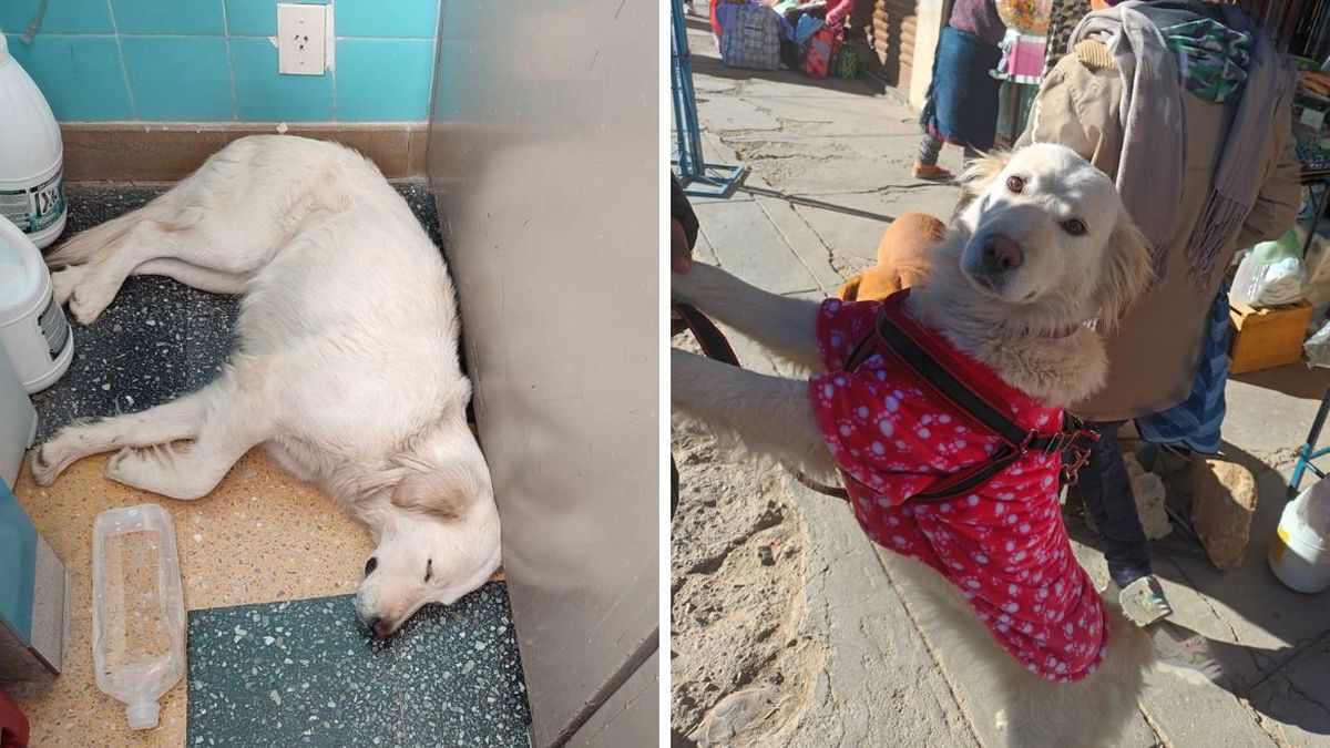 La historia de la perra que esperó meses a su dueña en el lugar donde murió