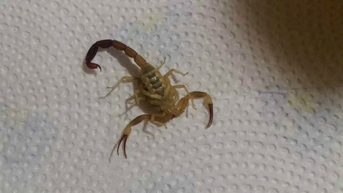 ¿Qué pasa si me pica un alacrán?