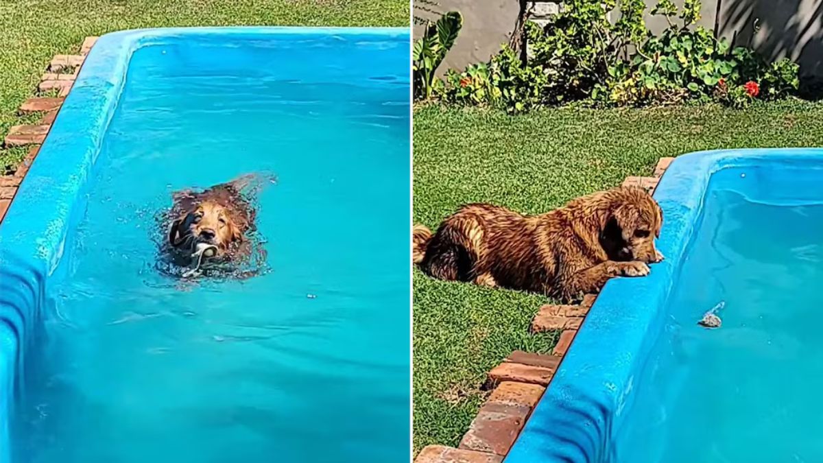 Filmó como su perro nada hasta el fondo de la pileta y sorprendió a ...