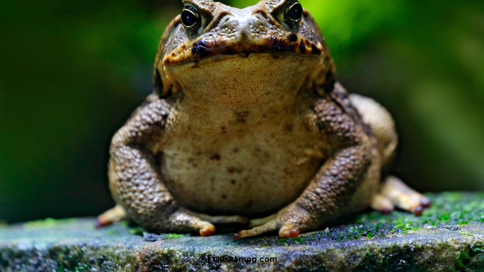 ¿Qué significado espiritual tiene si un sapo aparece en tu casa?