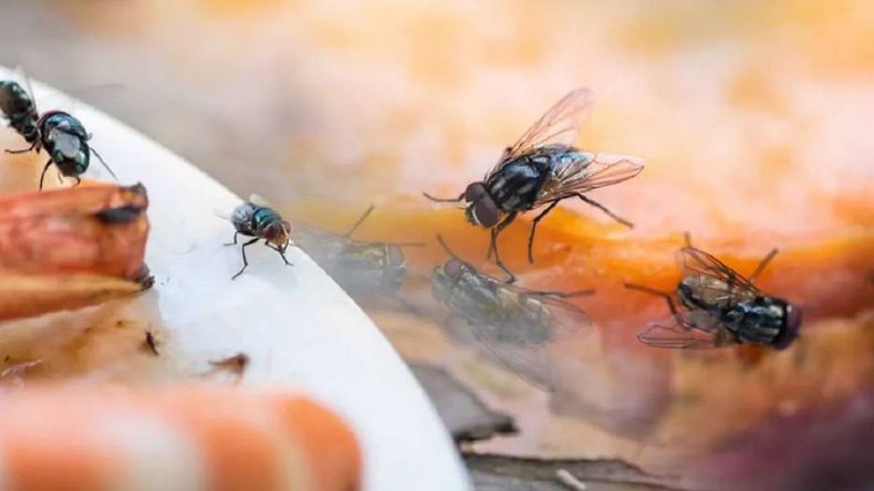 Los trucos que nadie sabe para ahuyentar a las moscas de la casa