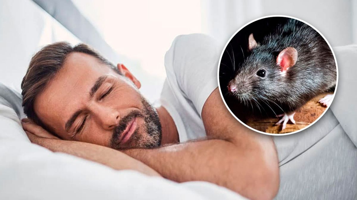 Alimañas: qué significa soñar con ratas