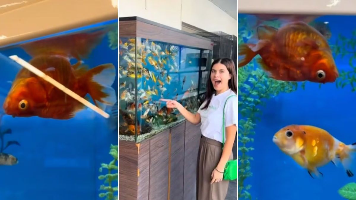 La historia del Pez Chueco que cautivó a todos en redes sociales