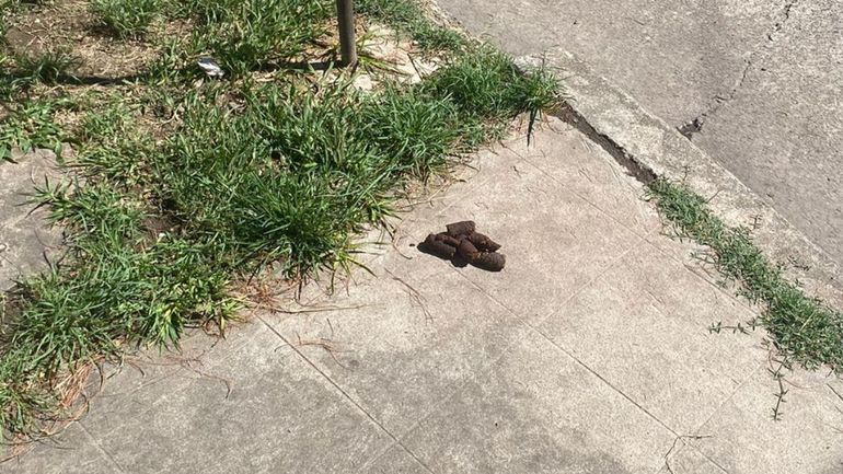 ¿Por qué la gente no levanta la materia fecal de sus mascotas?