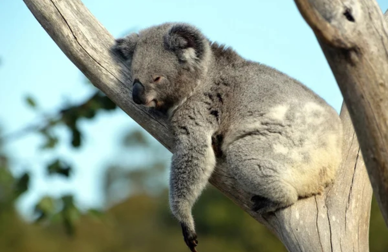 Los koalas prefieren dormir antes que lidiar por un corazón roto