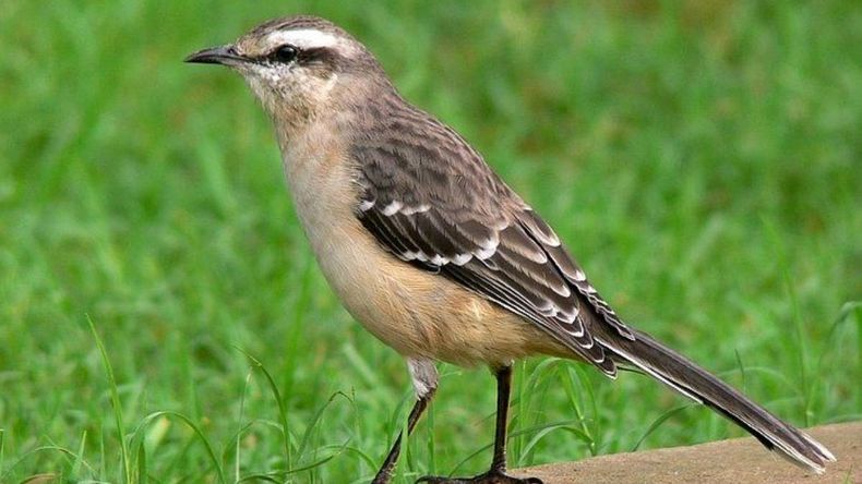 El significado oculto de la calandria cuando canta cerca tuyo