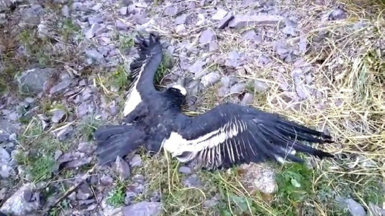 Encontraron a un cóndor muerto en San Antonio