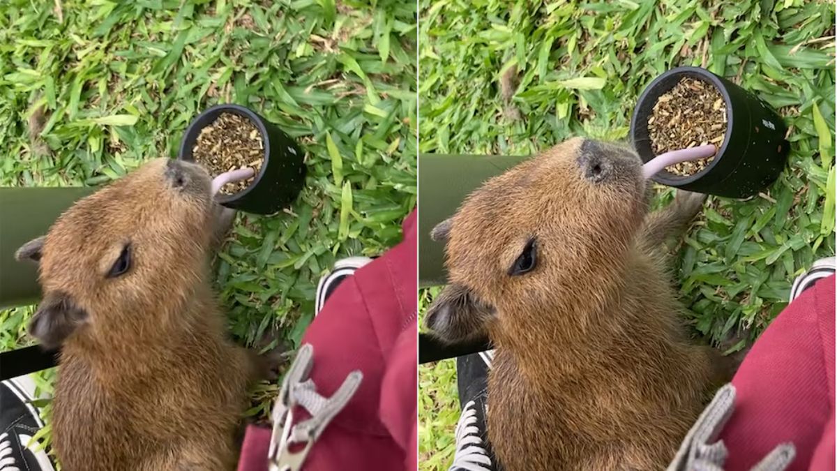 El carpincho o capibara argentino que toma mate y es viral