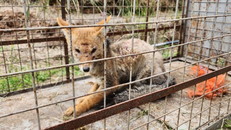 ¿Qué es la sarna y se puede contagiar de animales a humanos?