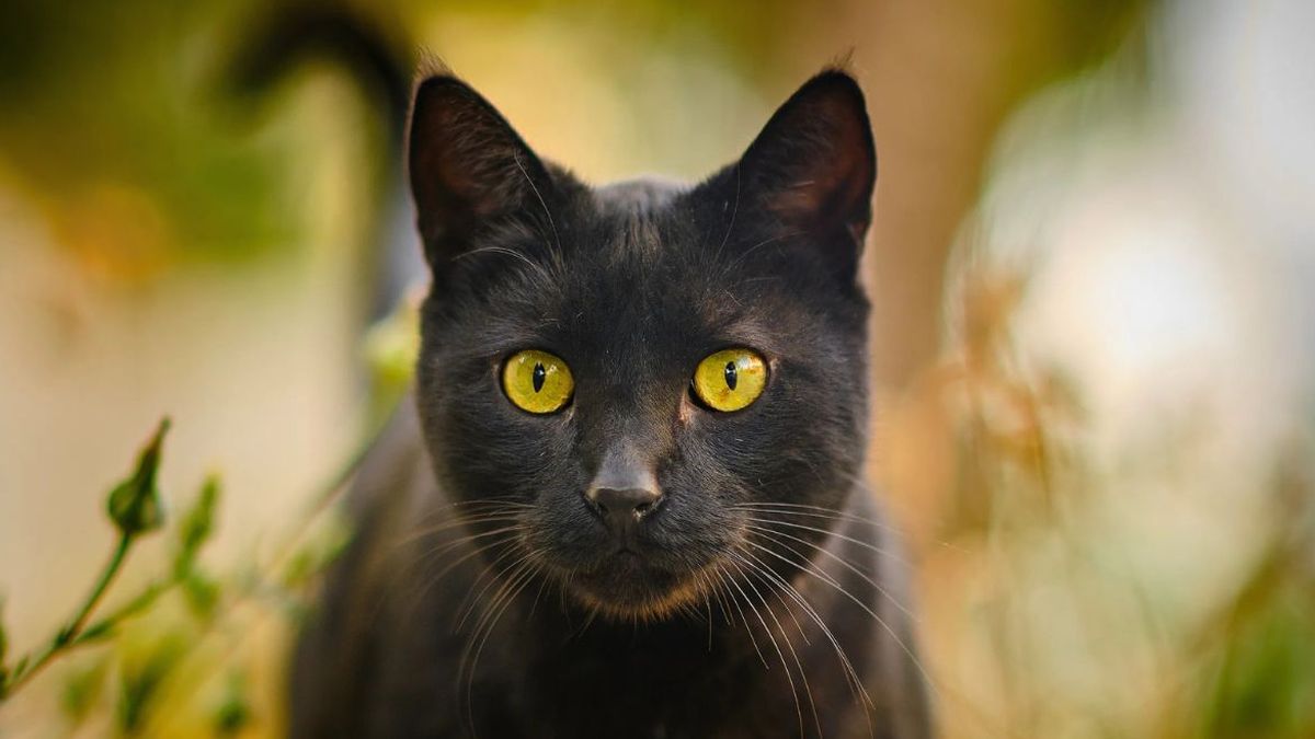 Gato negro: ¿qué significa y porqué es bueno tenerlo en casa