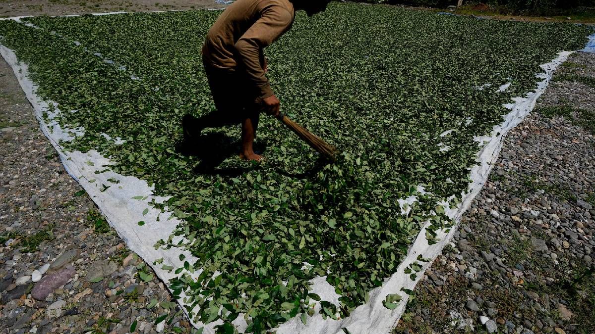 Un funcionario salteño propone cultivar hojas de coca en Salta y Jujuy