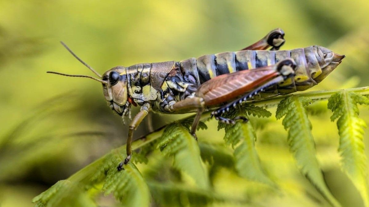 Qué significa la presencia de un grillo en tu casa