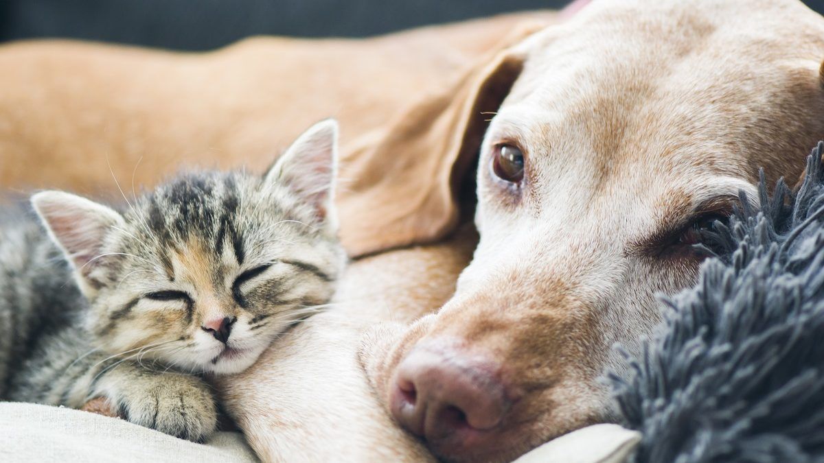 Mascotas en casa: diez consejos y trucos infalibles para cuidarlas ... Mascotas en casa: diez consejos y trucos infalibles para cuidarlas ...