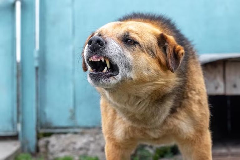 El sorprendente significado de soñar que un perro te quiere morder