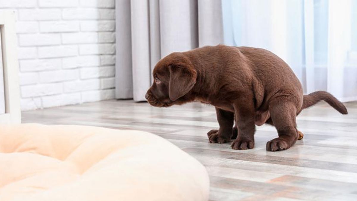 Que Haces Cuando Un Perro Hace Caca En Casa