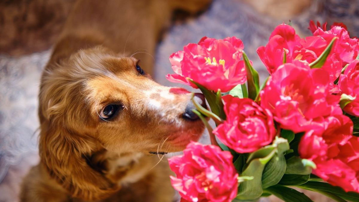Trucos infalibles para que tus mascotas y plantas convivan sin problemas