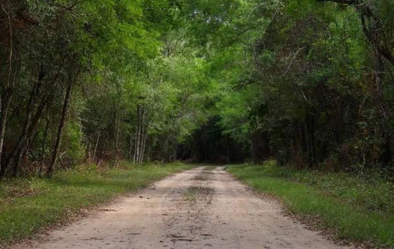 Así son los mejores 5 bosques de Argentina: ¿Dónde quedan?