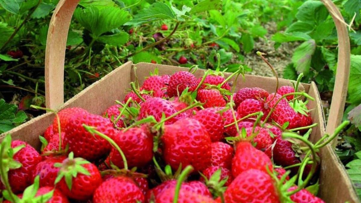 Jujuy produce la frutilla más dulce del país