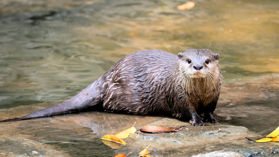 Parque Nacional Calilegua: captaron un lobito de río
