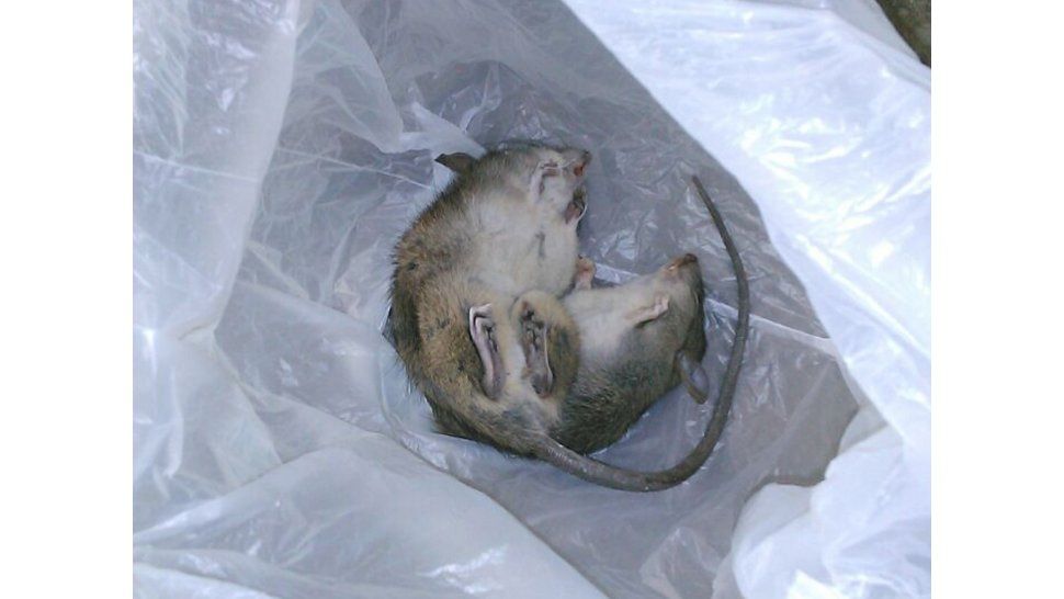 Padres denuncian la invasión de ratas en la escuela Pucarita