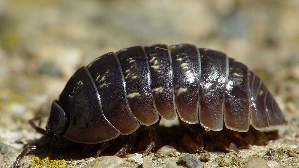 El increíble poder del bicho bolita que desconocías
