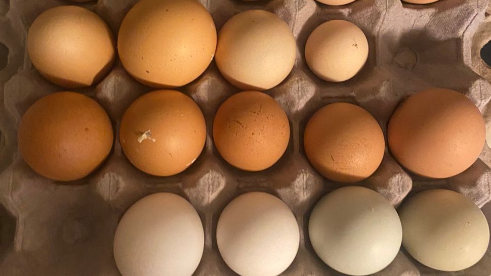 ¿A qué se debe la variedad de colores en los huevos?