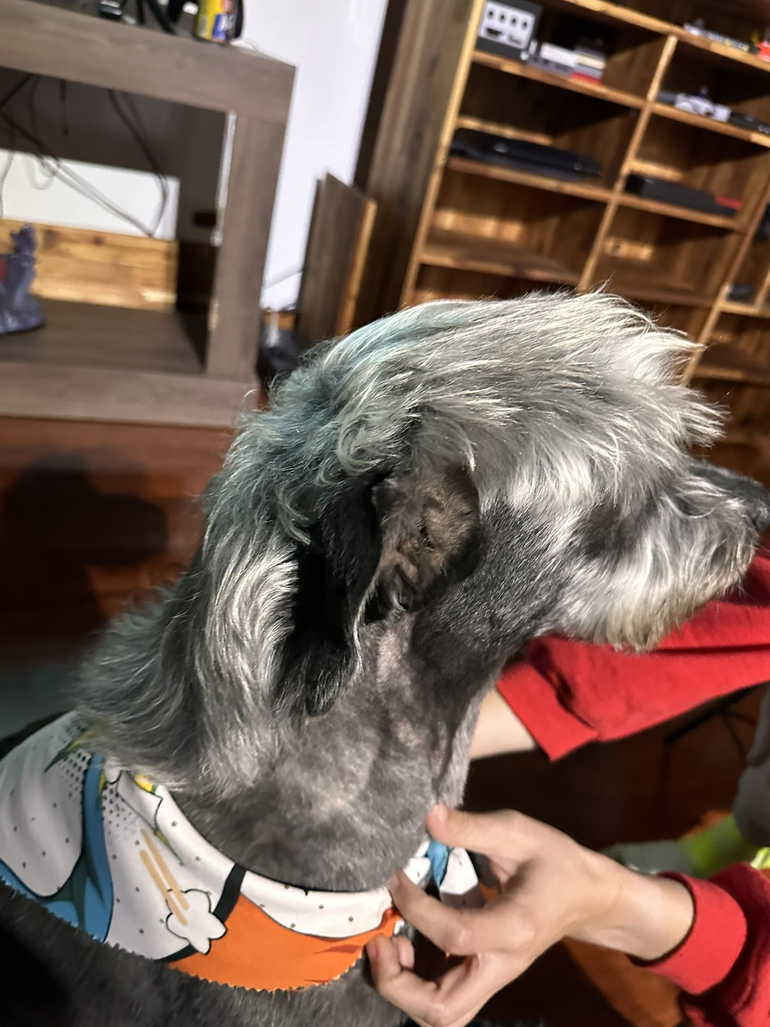 Pidió el corte de peso pluma para su perro y fue viral