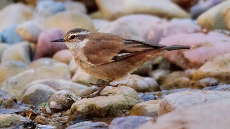 ¿Qué aves se pueden observar en el Parque Xibi Xibi?