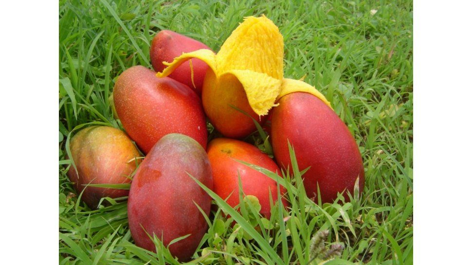 Aseguran que el mango es una fruta que aporta mucha energía y no engorda
