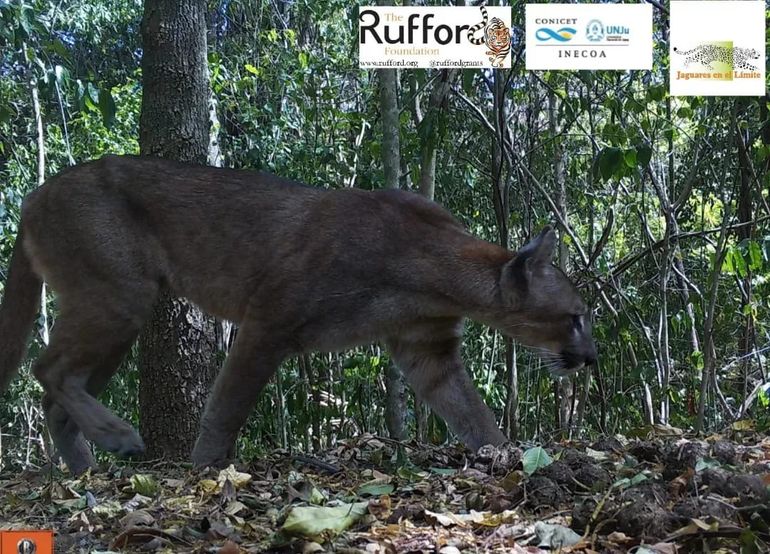 Parque Nacional Calilegua compartió imágenes de 9 especies