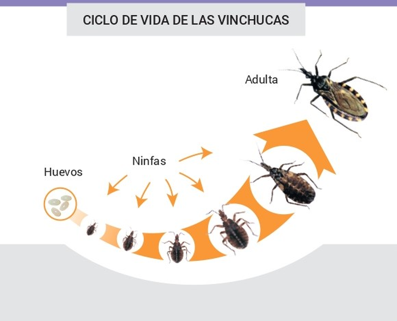 Vinchuca, datos sobre este insecto y el mal de Chagas