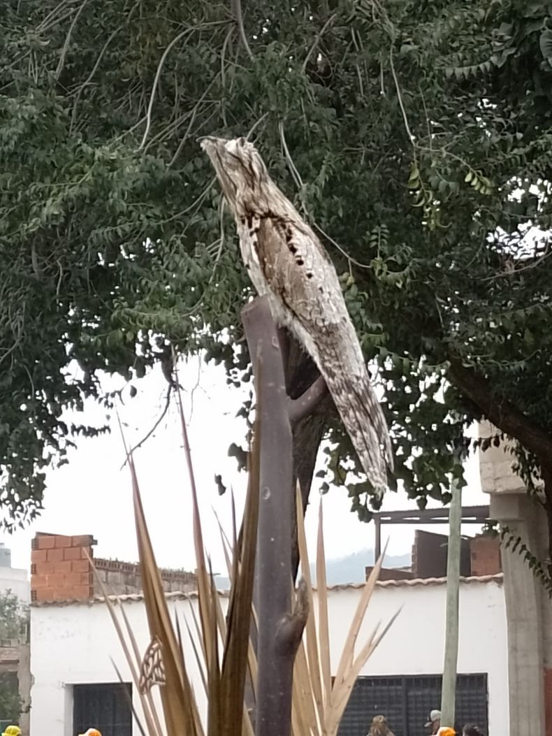 Kakuy, el ave fantasma que apareció en Jujuy