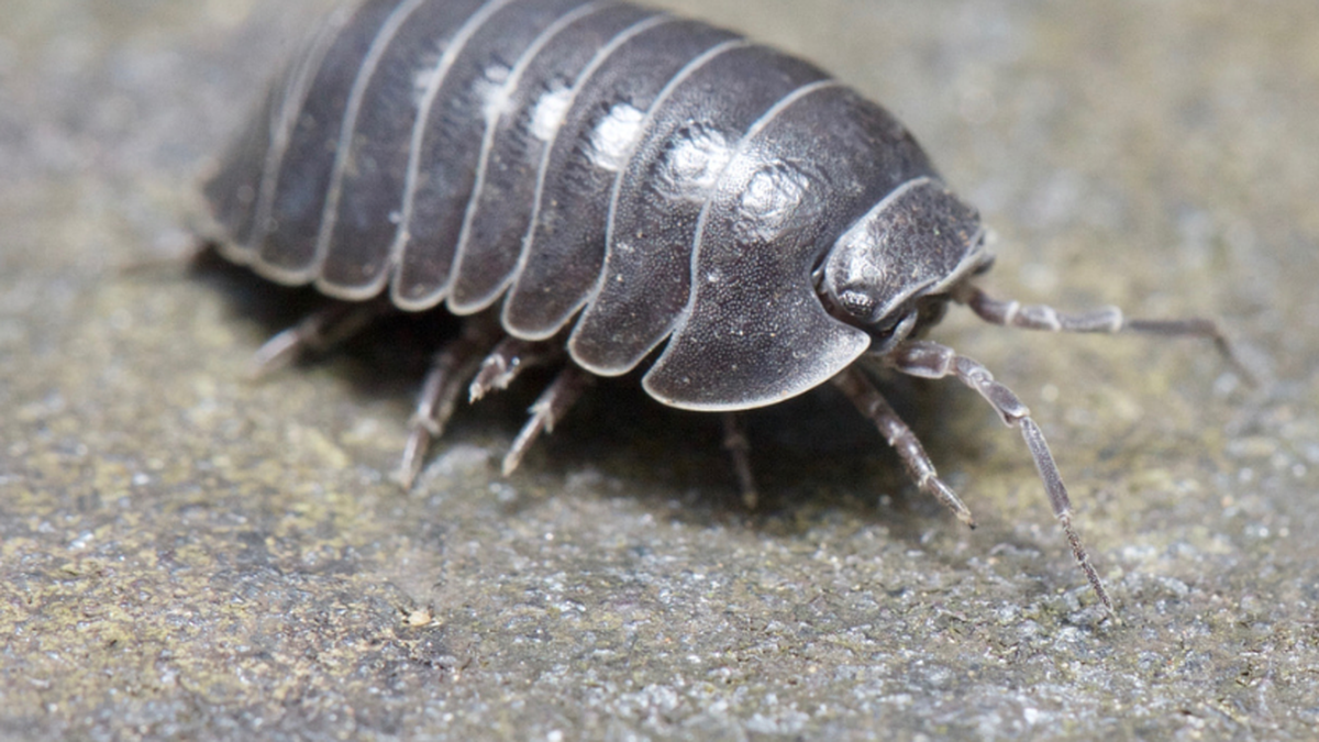 El extraordinario poder que tienen los bichos bolita que no sabías