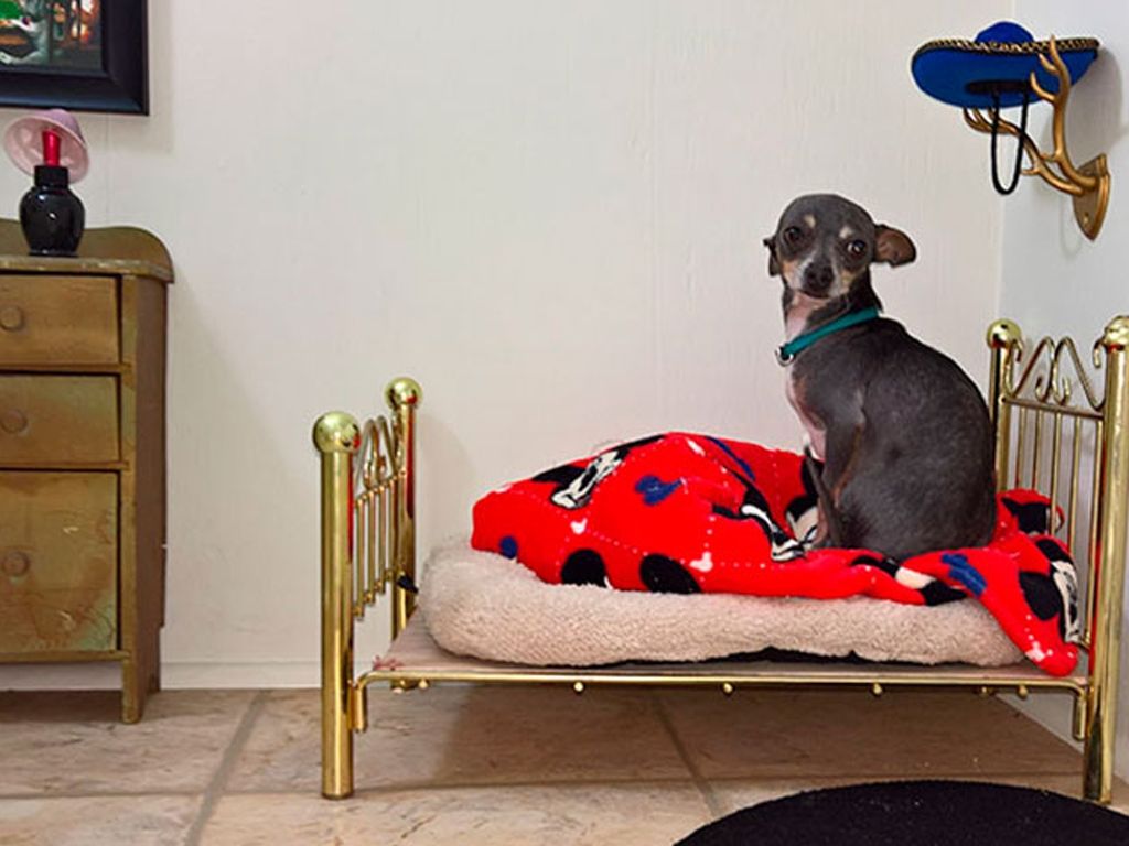 Este perro tiene la mejor cucha del mundo