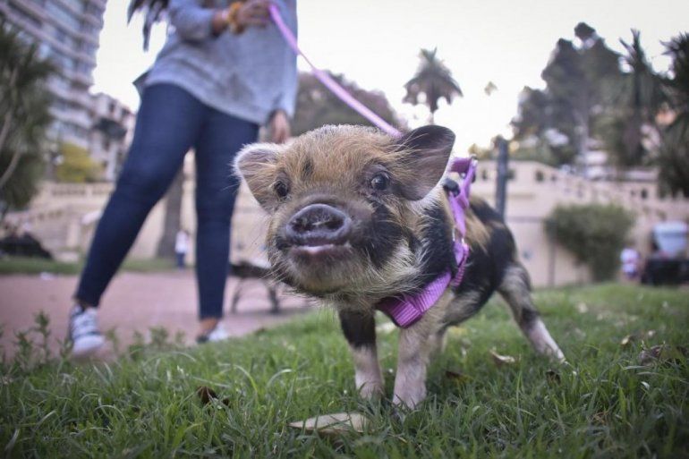 Los mini pigs, las mascotas que llegaron a la Argentina y hacen furor