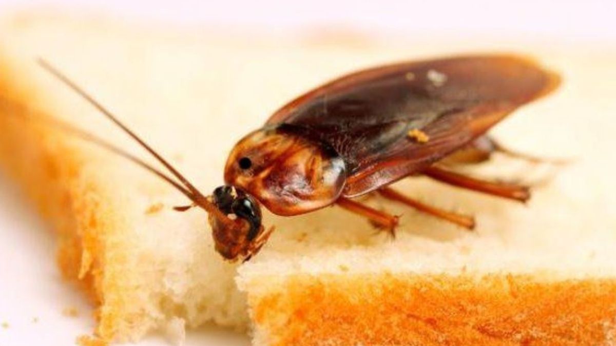 Trucos caseros para mantener a los Insectos alejados del hogar