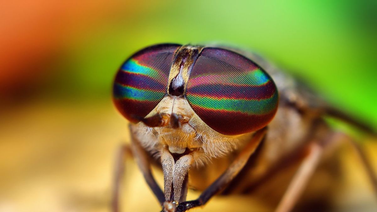 Chiquito y peligroso: el insecto más peligroso del mundo sería la mosca