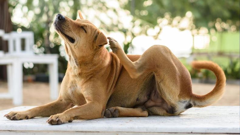 Mascotas: qué significa que mi perro se rasque todo el tiempo
